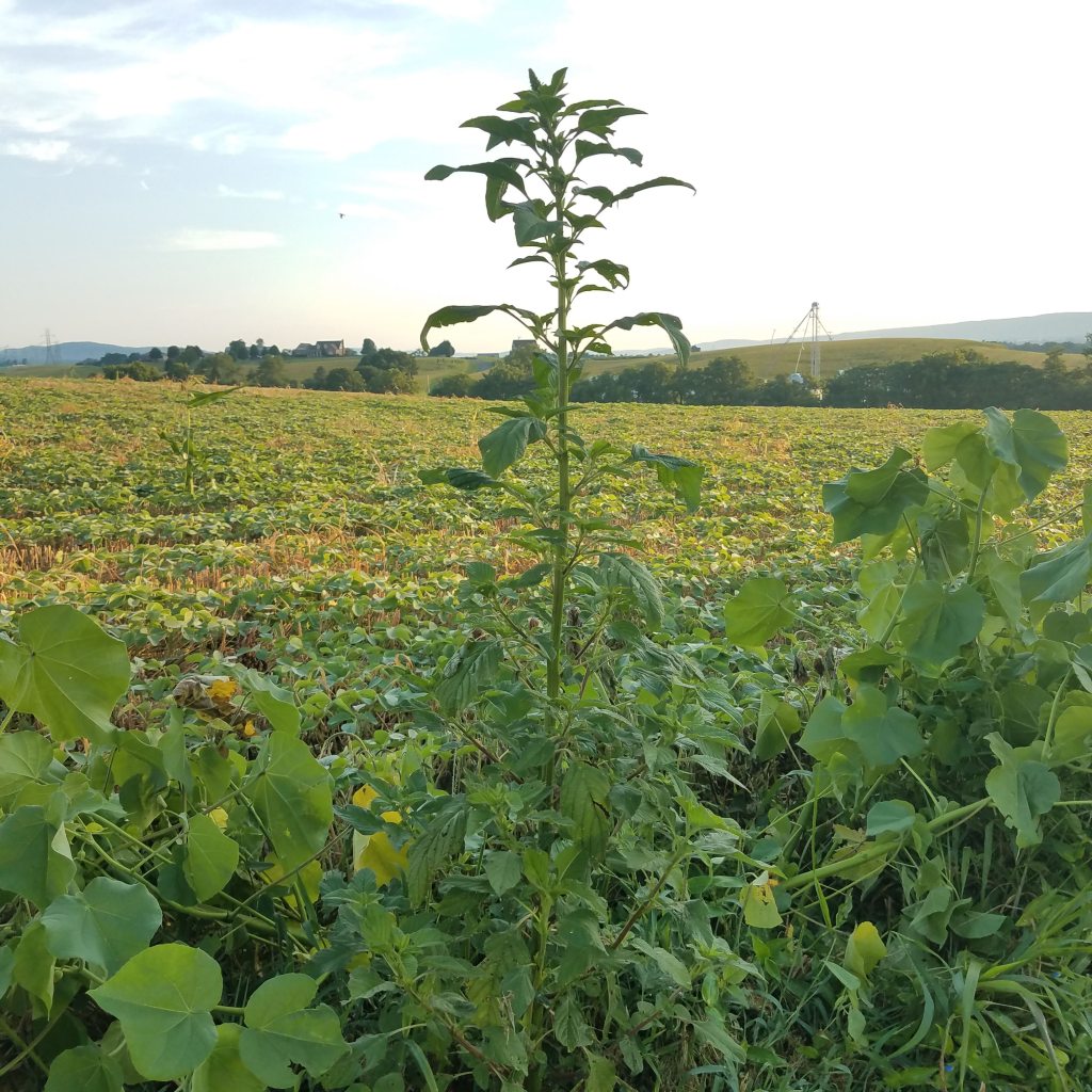 Learning From Nature, Week Ending 7/29/2018 – In Search of the Lean Six ...