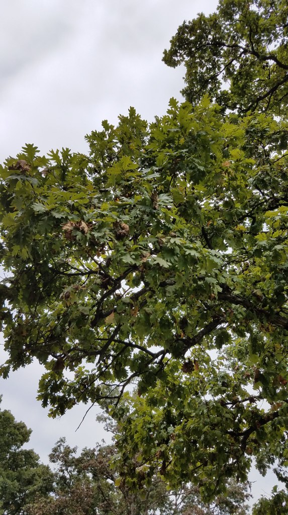 Acorn Fail, Part 2 – In Search of the Lean Six Life