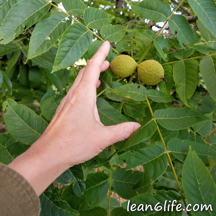 How You ACTUALLY Forage Black Walnuts, Week Ending 6/30/2019 – In ...