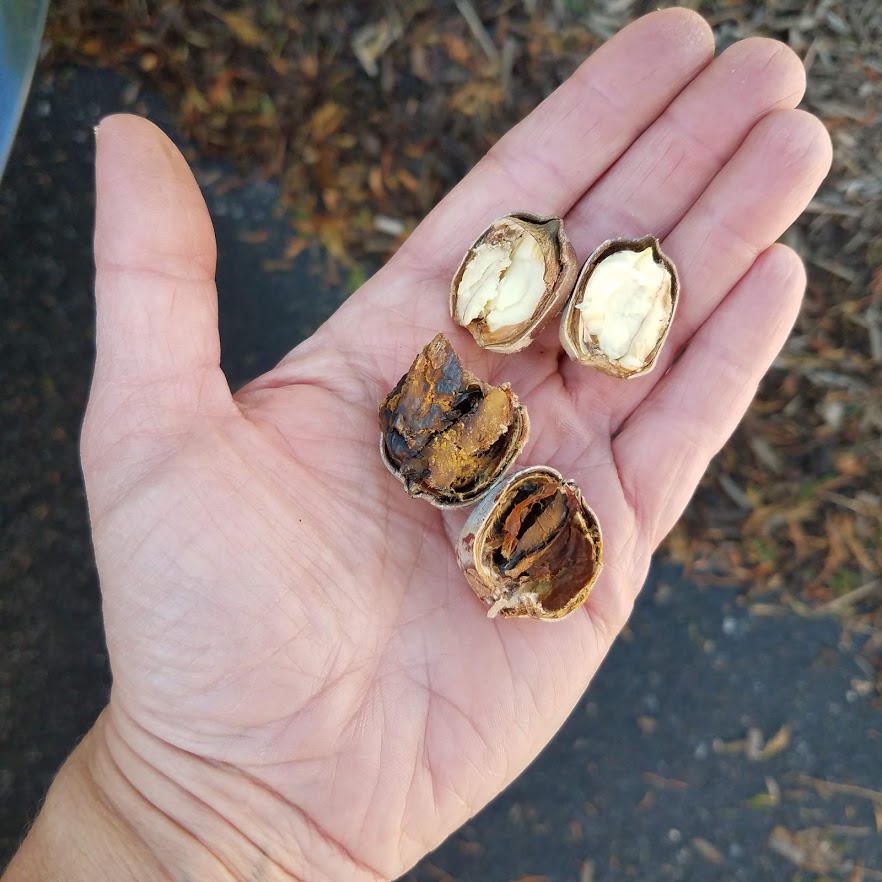 All Those Acorns, Week Ending 10/27/2019 – In Search of the Lean Six Life