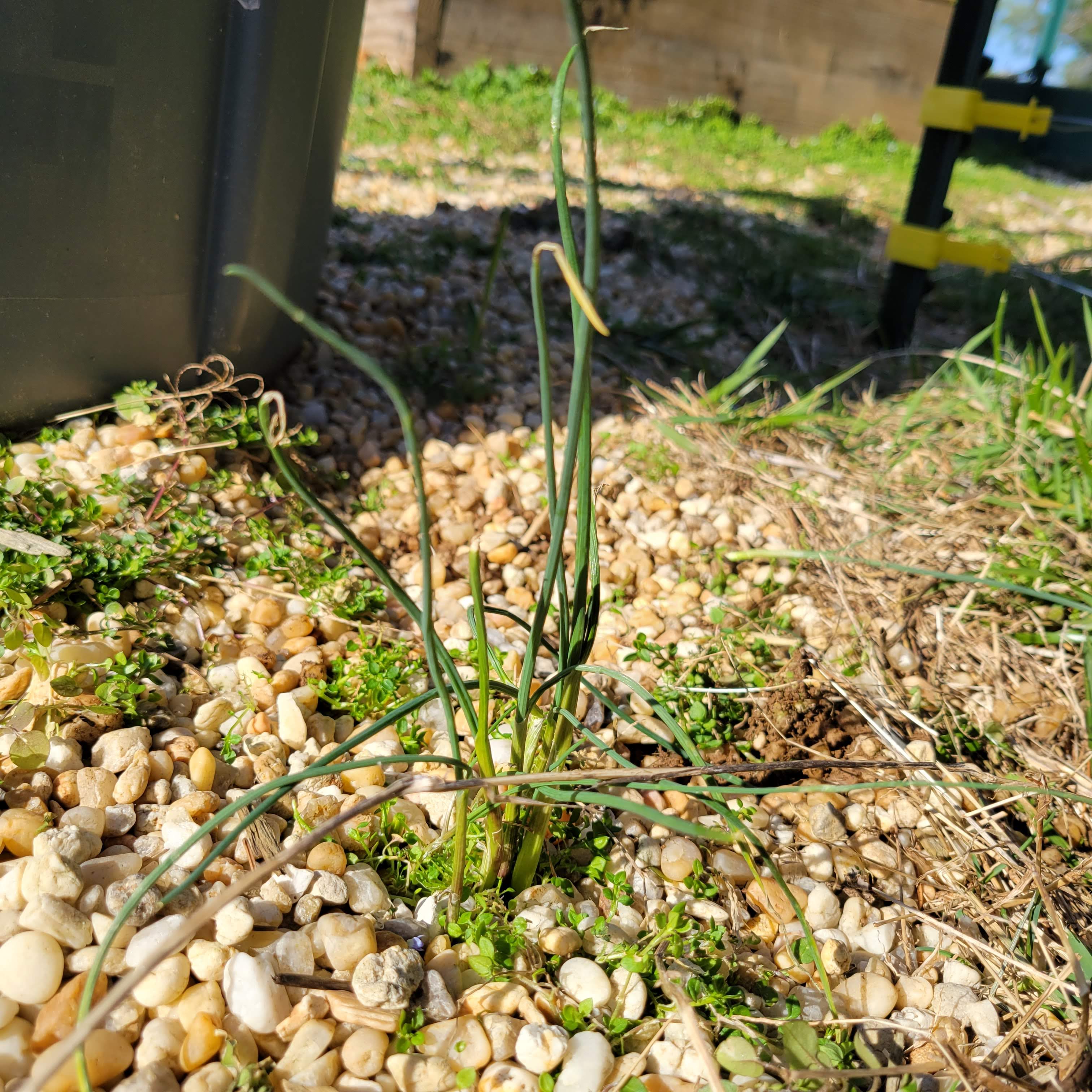 Signs of Spring, 2021 – In Search of the Lean Six Life