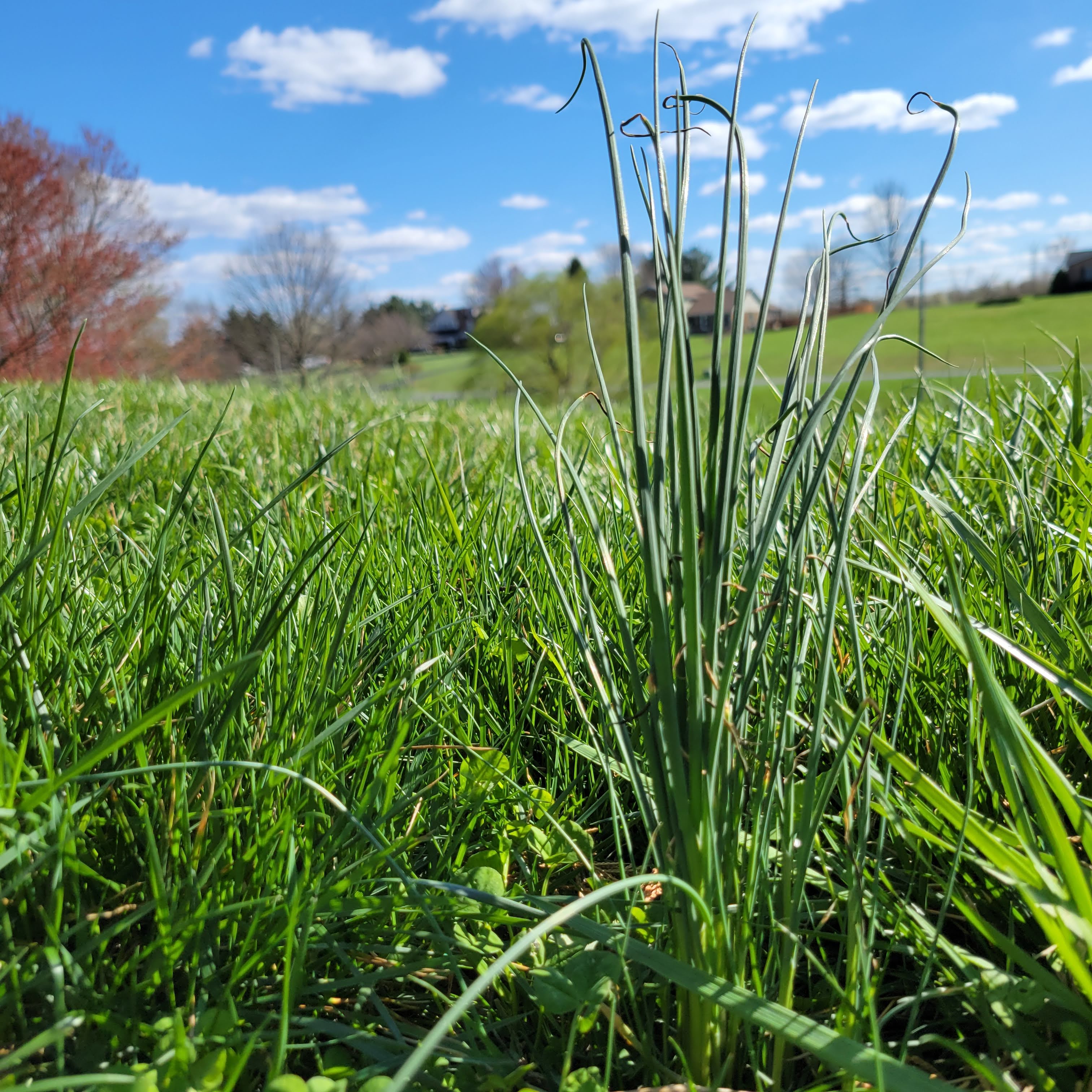 Flavors of Spring – In Search of the Lean Six Life