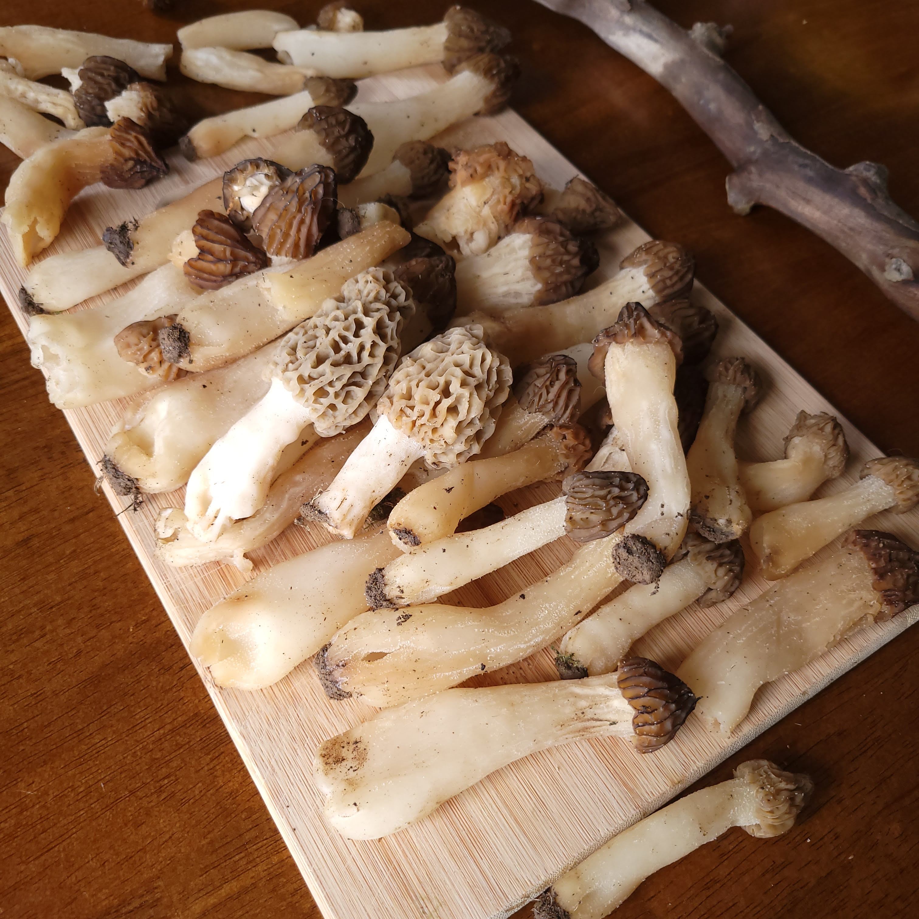 Magical Morels – In Search of the Lean Six Life
